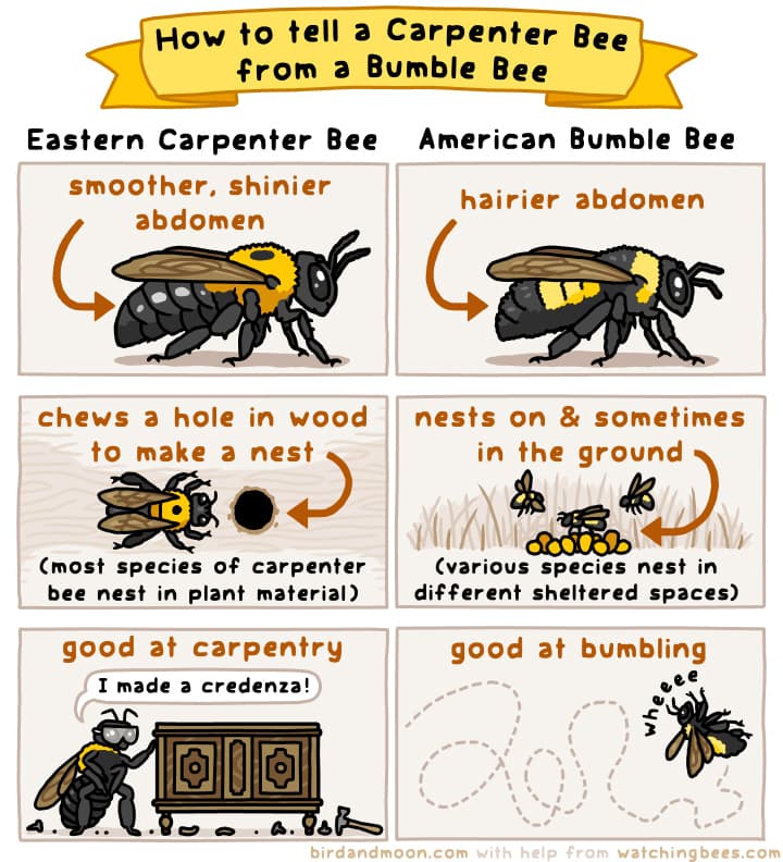Carpenter Bee vs Bumble Bee — Rosemary Mosco