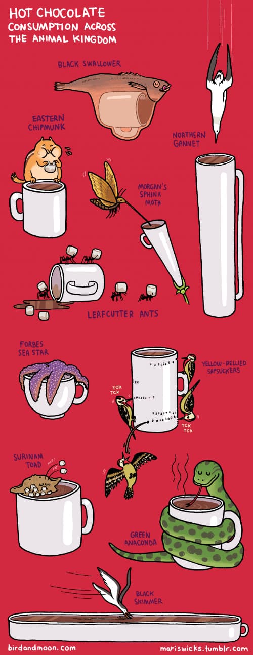 Hot Chocolate — Rosemary Mosco