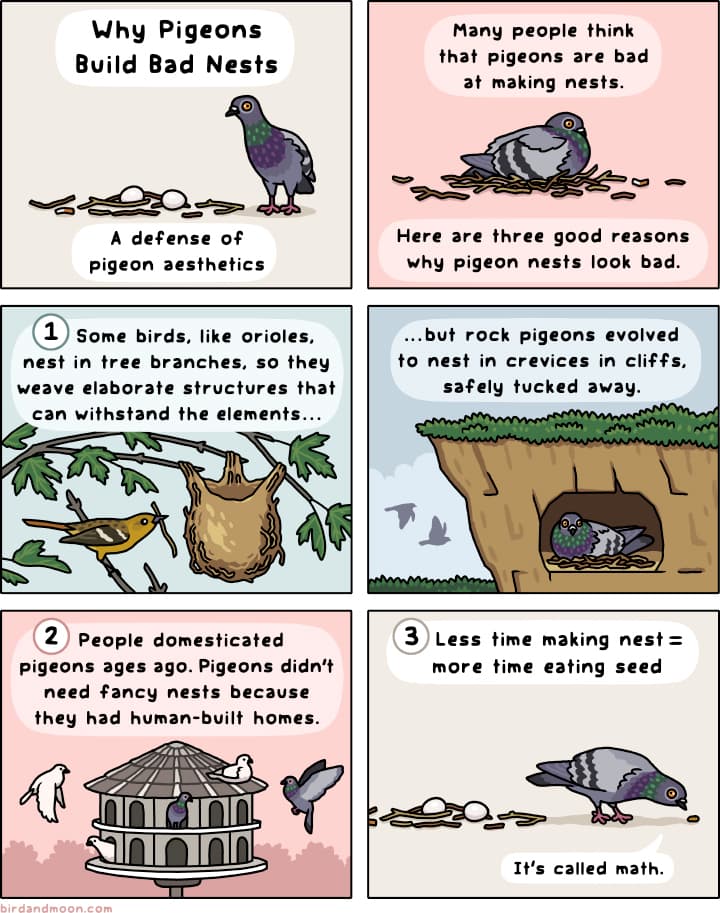 Why Pigeons Make Bad Nests — Rosemary Mosco
